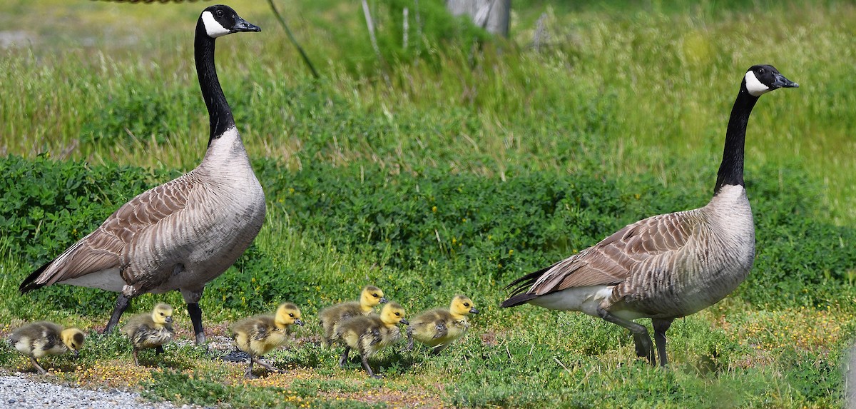 eBird Checklist - 17 Apr 2024 - Palo Alto Baylands - 35 species (+1 ...