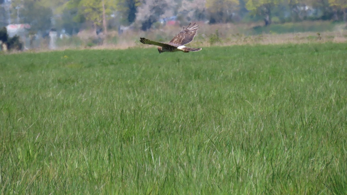 eBird Checklist - 17 Apr 2024 - Boe Rd., Stanwood - 12 species
