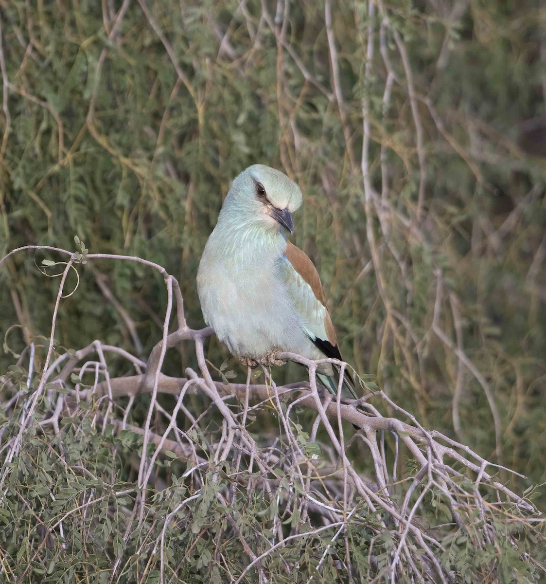 eBird Checklist - 17 Apr 2024 - Ain al-Waal - 27 species