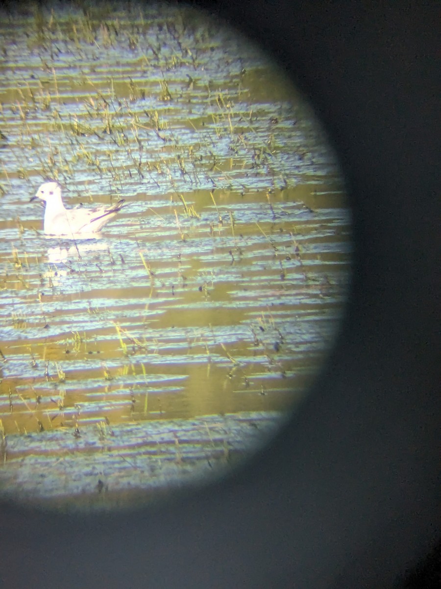 eBird Checklist - 18 Apr 2024 - Wareham Common--Piddle flood field - 5 ...