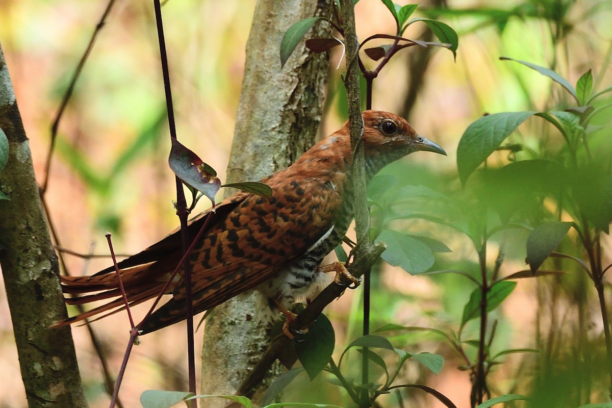 eBird Checklist - 18 Apr 2024 - Kalamassery--HMT Estate Area - 27 species
