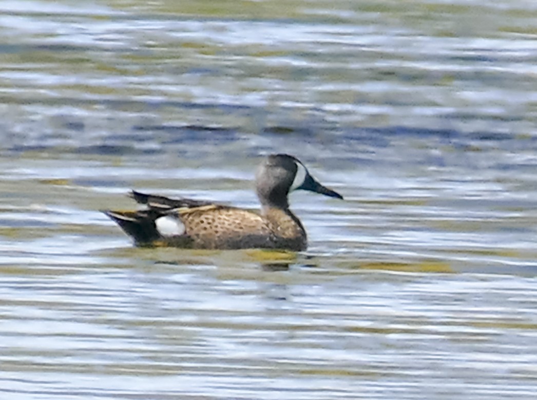 eBird Checklist - 17 Apr 2024 - Blackstone Rnch, Taos US-NM 36.38992 ...