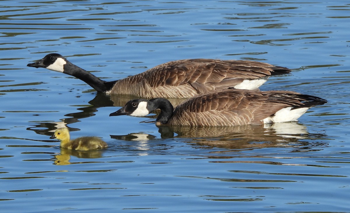 eBird Checklist - 17 Apr 2024 - Kachina Wetlands - 29 species