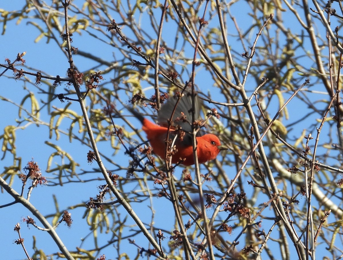 eBird Checklist - 17 Apr 2024 - Marblehead Neck Wildlife Sanctuary ...