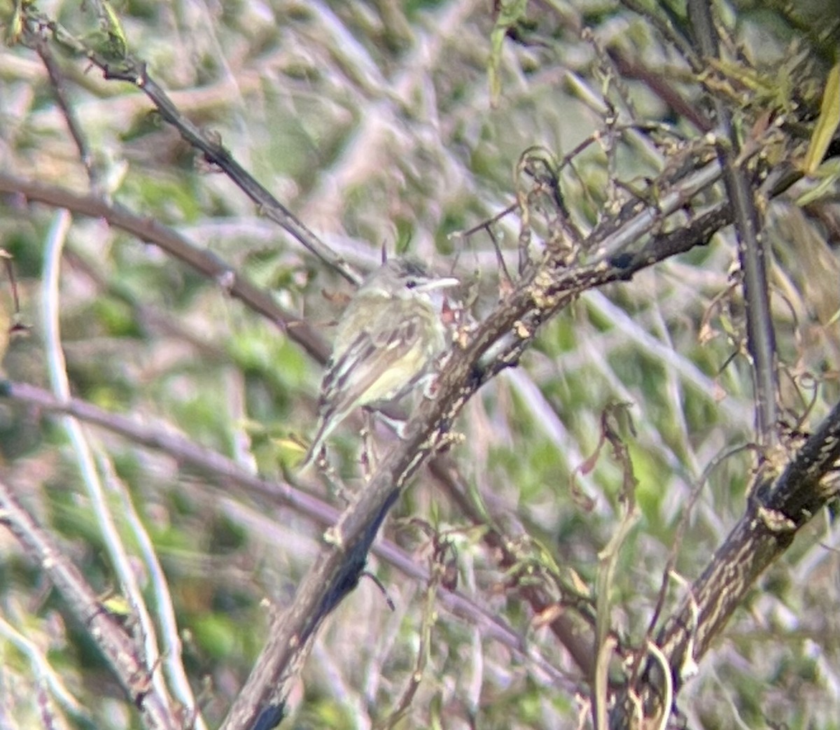 eBird Checklist - 18 Apr 2024 - Arcata Bottoms--north Heindon Rd. patch ...
