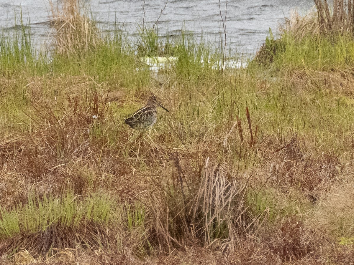 Pennsylvania Bird Atlas Checklist - 18 Apr 2024 - Elkdale Rd. Wetland & Fields (roadside access ...