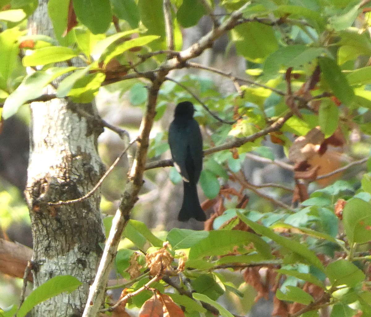 Ashy Drongo - Dicrurus leucophaeus - Media Search - Macaulay Library ...