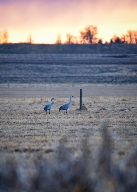 eBird Checklist - 15 Apr 2024 - Manawan (Egg) Lake - 4 species