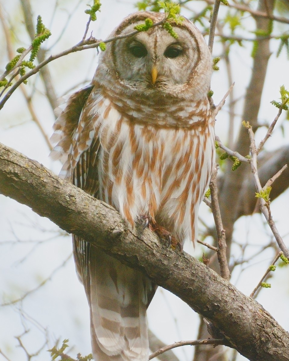 eBird Checklist - 17 Apr 2024 - Heron Haven - 1 species