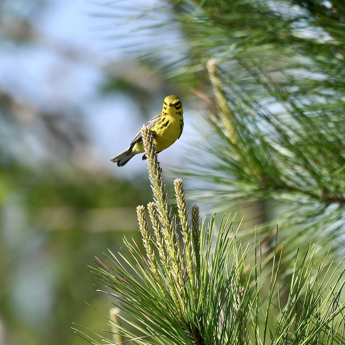 eBird Checklist - 18 Apr 2024 - Varina LandLab at Deep Bottom - 32 species