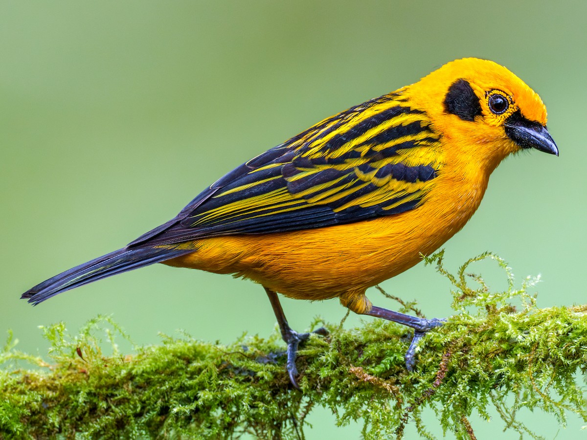 Golden Tanager - Tangara arthus - Birds of the World