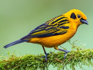 Golden Tanager - eBird