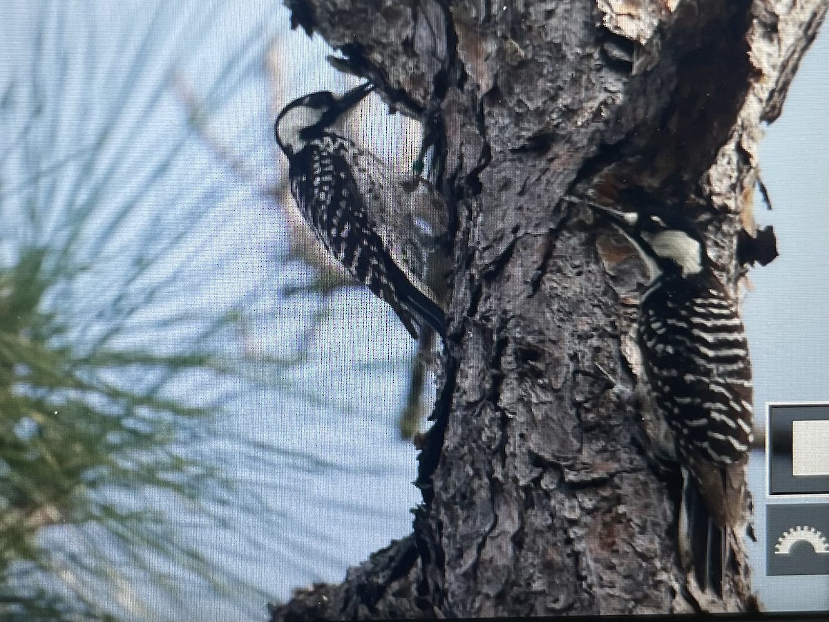 eBird Checklist - 18 Apr 2024 - John C. and Mariana Jones/Hungryland ...