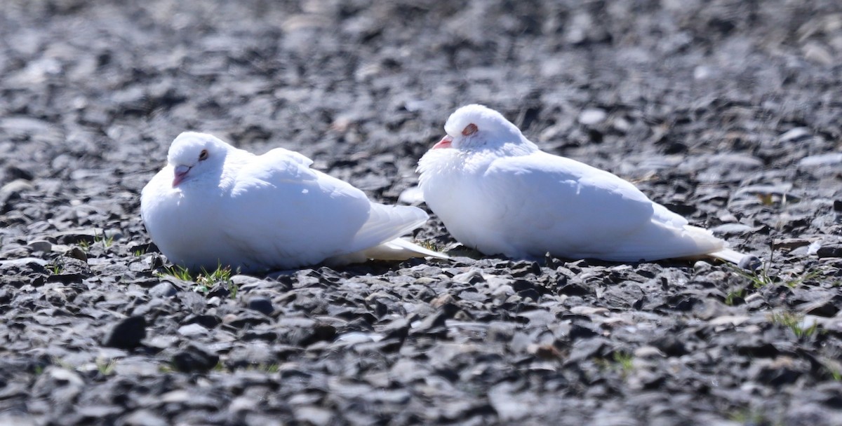 eBird Checklist - 18 Apr 2024 - Scatter Creek WA--WDFW Transect 2 Inner ...