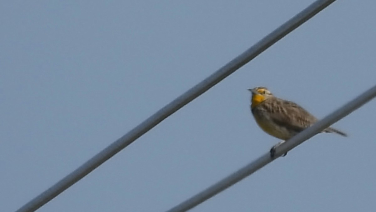 eBird Checklist - 18 Apr 2024 - Ingall - 5 species