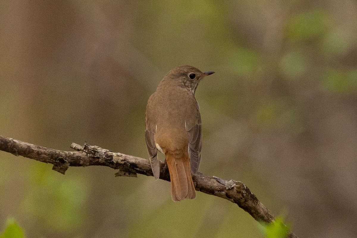 eBird Checklist - 18 Apr 2024 - Fern Station NP 6600-6552 West County ...