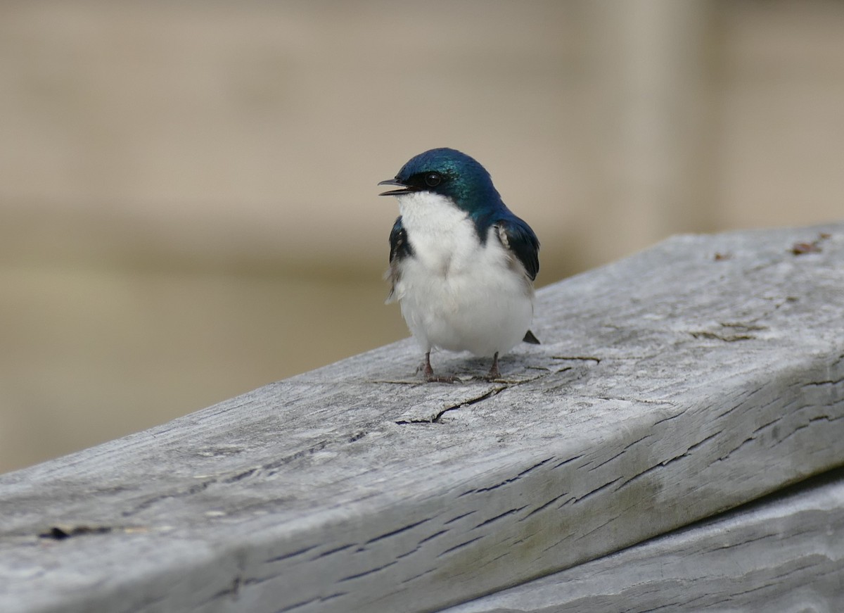 eBird Checklist - 17 Apr 2024 - Long Hunter SP--Couchville Lake - 32 ...