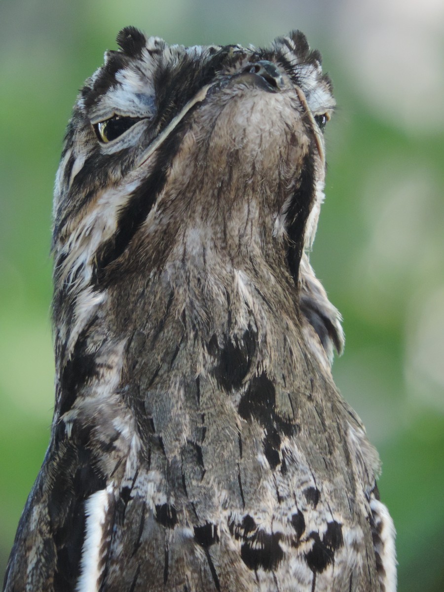 eBird Checklist - 18 Apr 2024 - Entre la Unsa y el Iem - 1 species