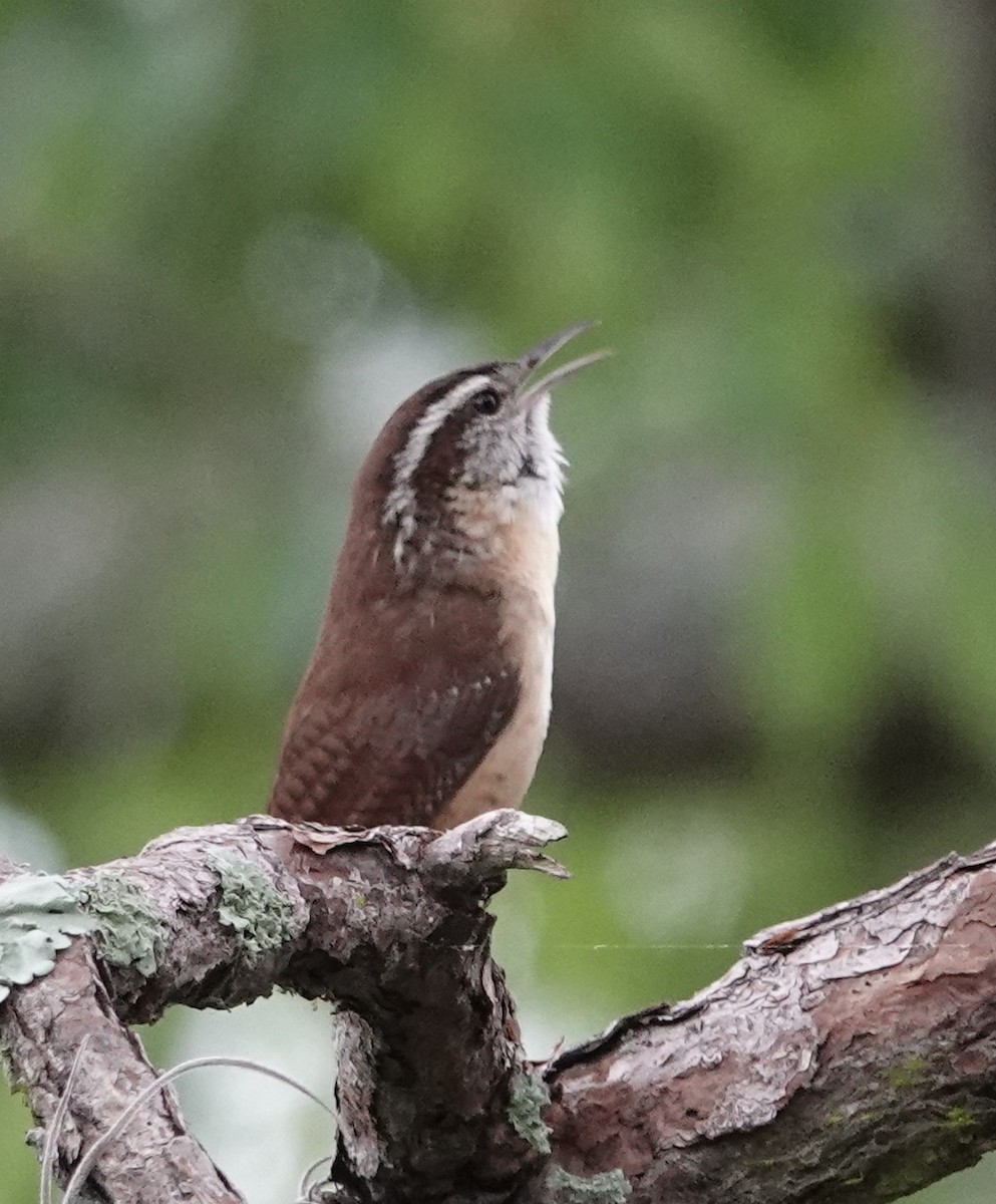 eBird Checklist - 18 Apr 2024 - My Backyard - 12 species