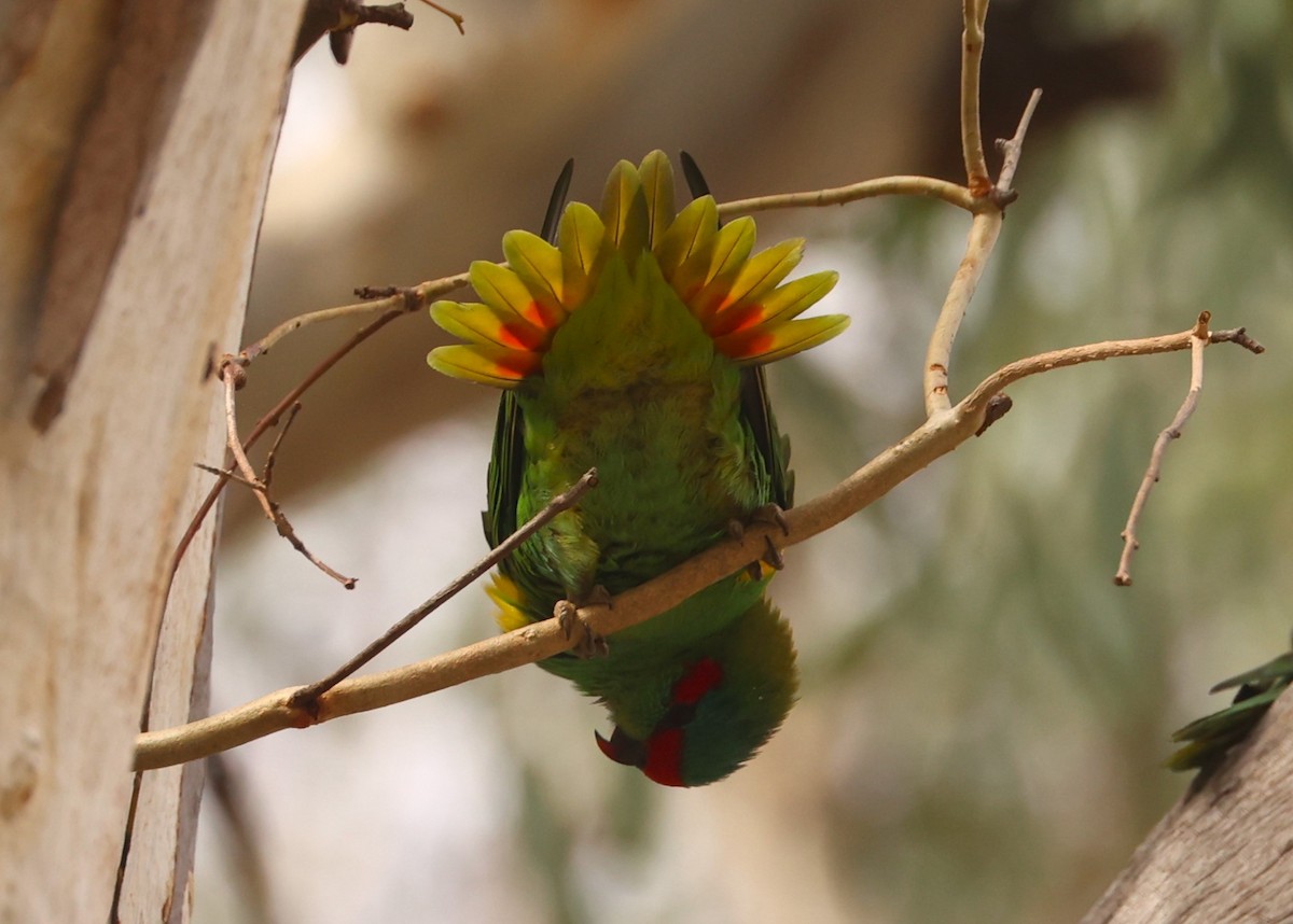 eBird Checklist - 18 Apr 2024 - Cemetery road Shepparton - 5 species