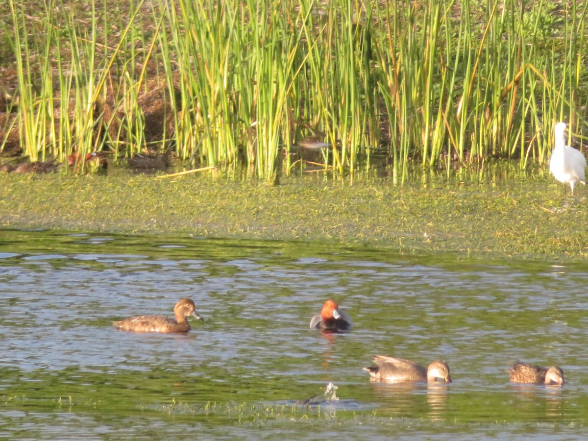 eBird Checklist - 7 Apr 2024 - IRWD San Joaquin Marsh & Wildlife ...