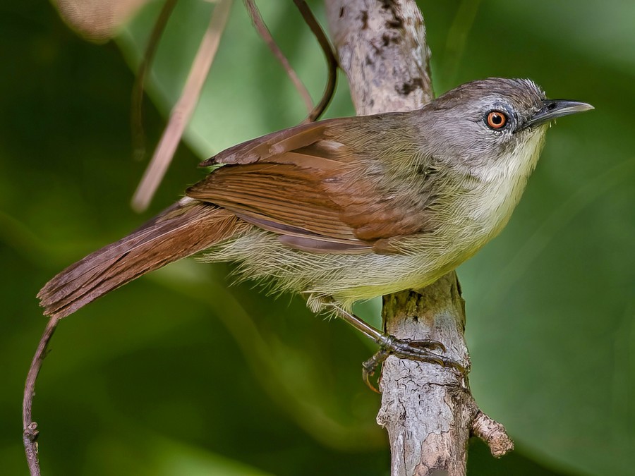 Timalie des Kangean - eBird