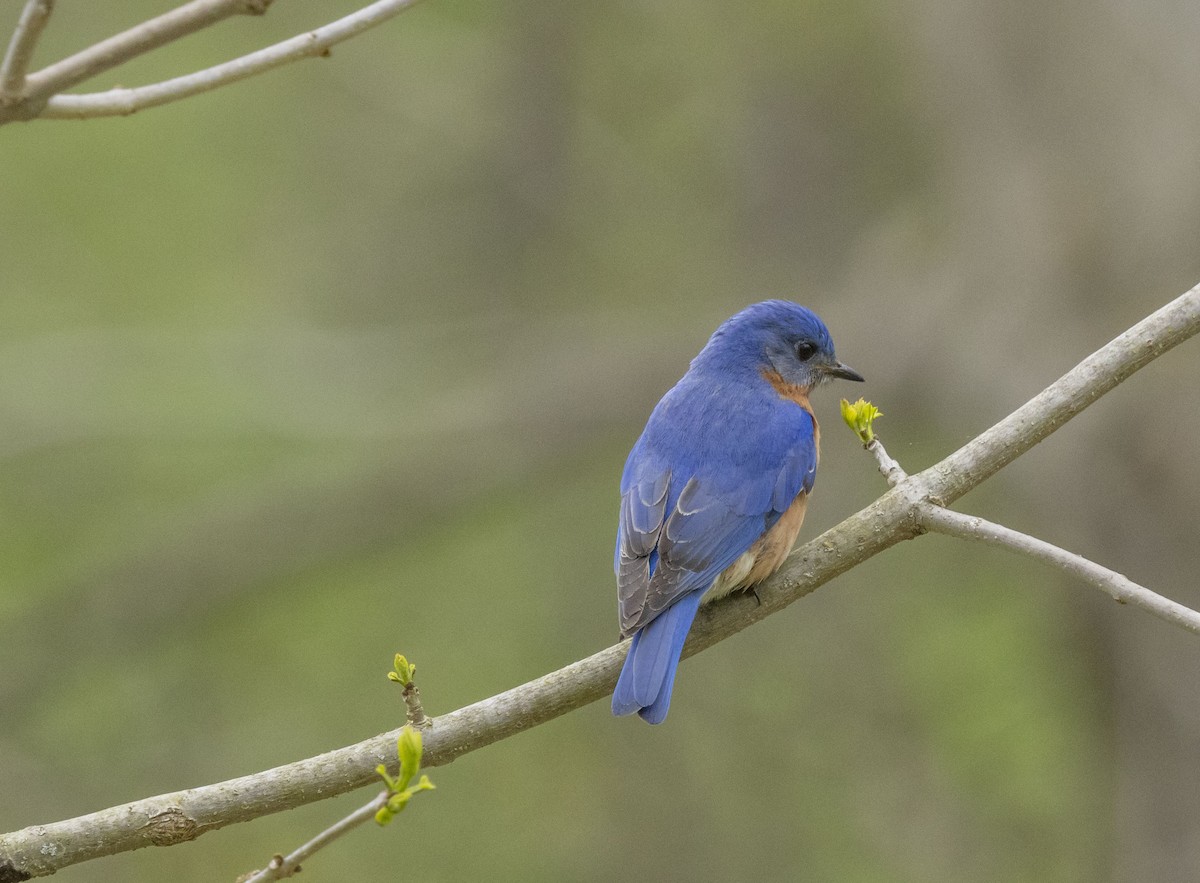 Pennsylvania Bird Atlas Checklist - 18 Apr 2024 - Kerr Park - 24 species