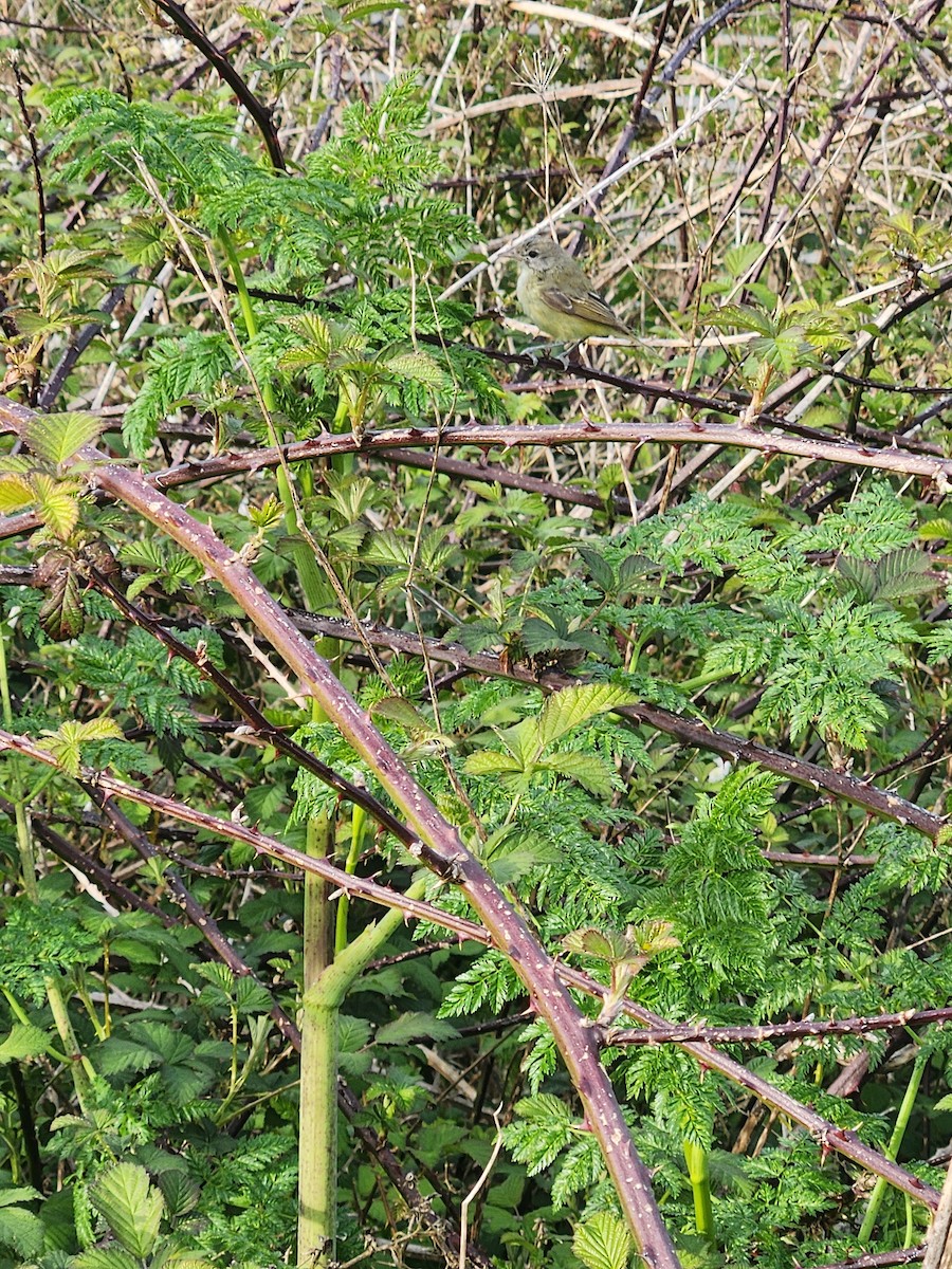 eBird Checklist - 18 Apr 2024 - Arcata Bottoms--north Heindon Rd. patch ...