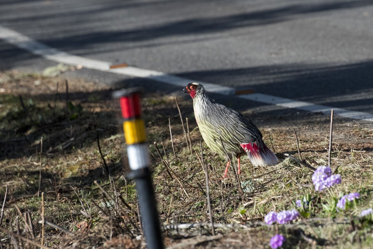 eBird Checklist - 7 Apr 2024 - Bondey-Haa Highway, Paro, BT - 2 species ...