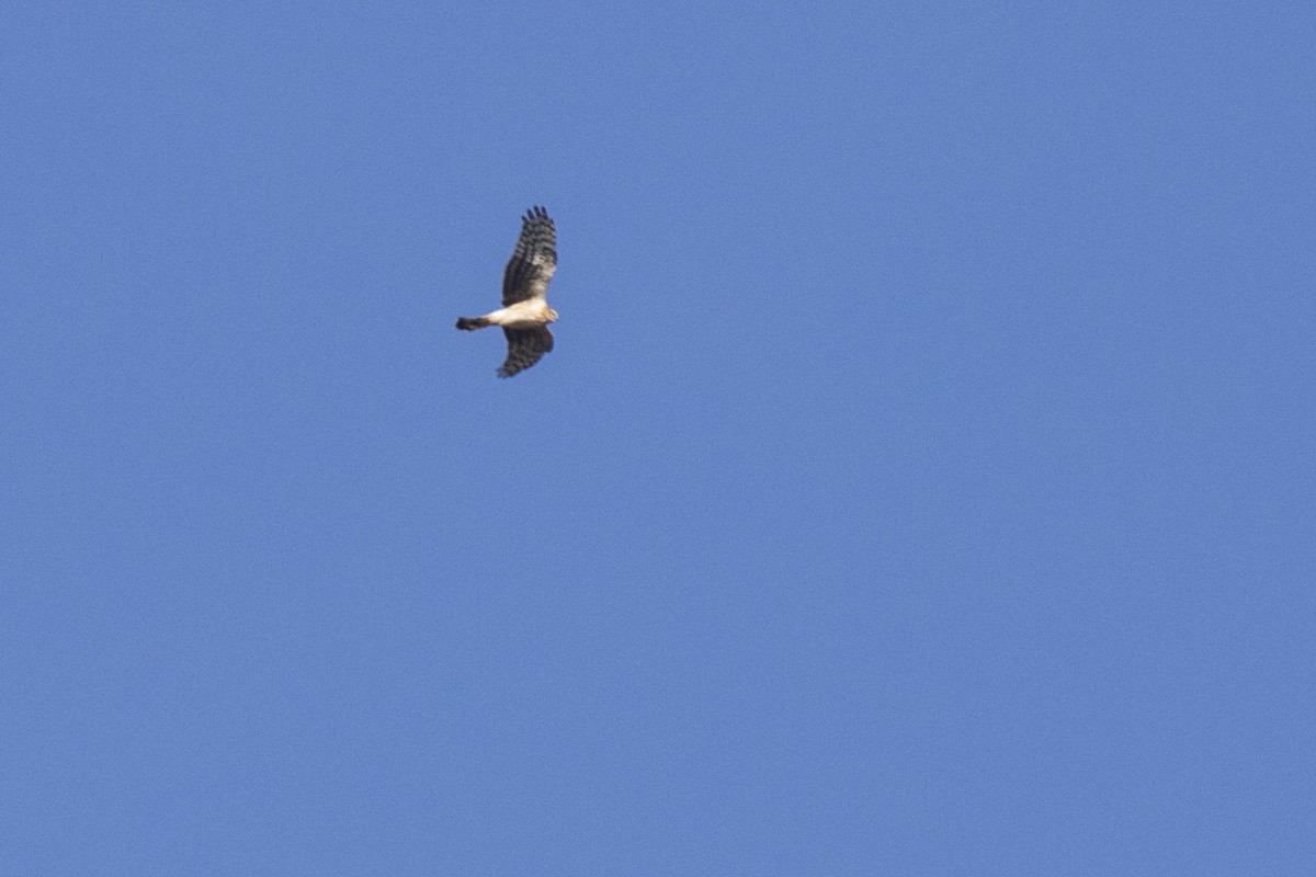 eBird Checklist - 7 Apr 2024 - Bondey-Haa Highway, Paro, BT - 8 species