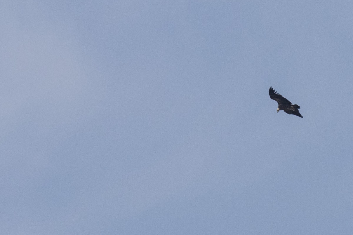 eBird Checklist - 7 Apr 2024 - Bondey-Haa Highway, Paro, BT - 9 species