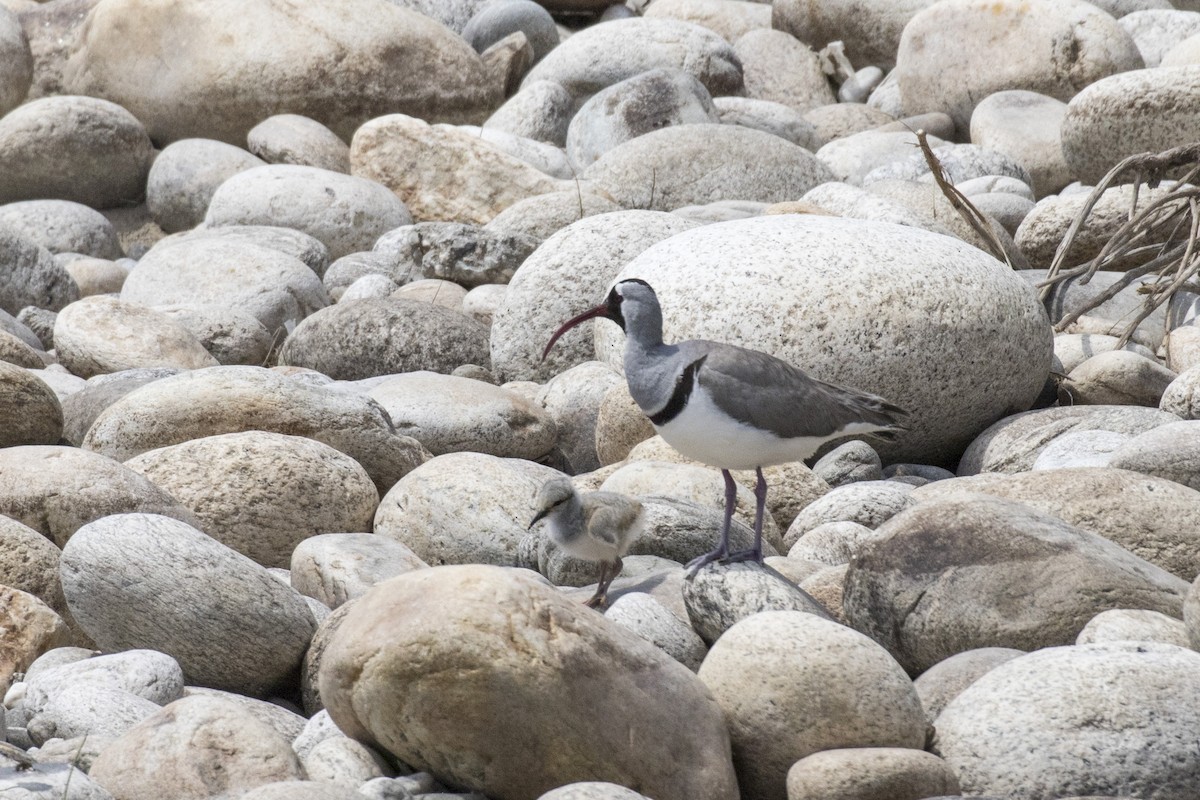 eBird Checklist - 7 Apr 2024 - Airport Road, Paro, Paro, BT - 4 species