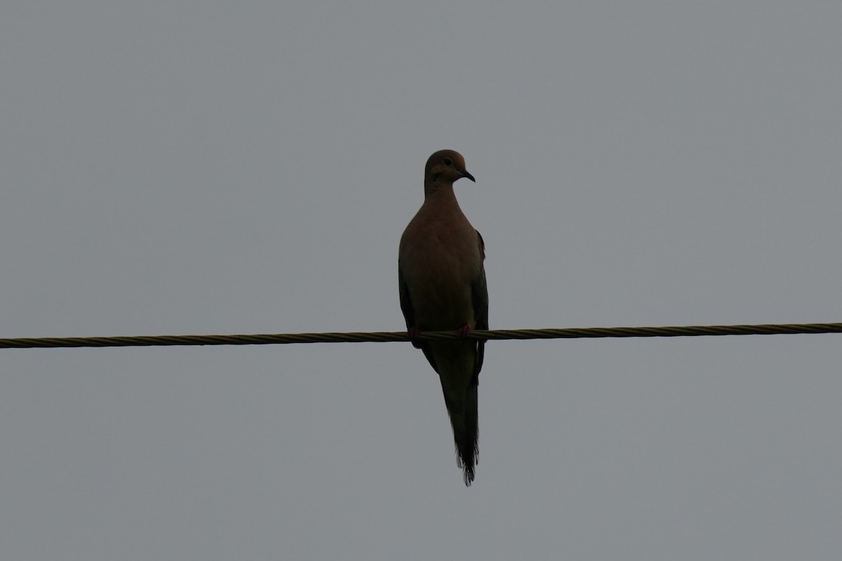 eBird Checklist - 18 Apr 2024 - Peveto Woods--Baton Rouge Audubon ...