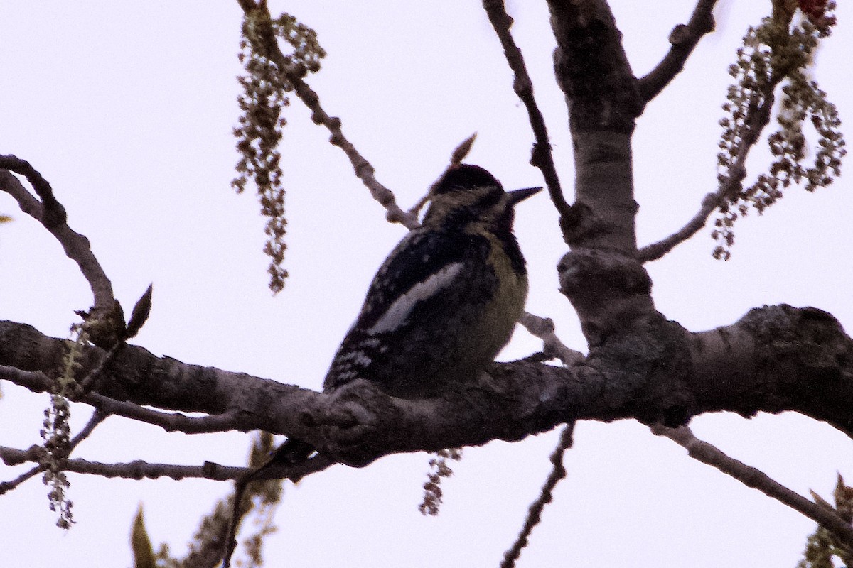 eBird Checklist - 18 Apr 2024 - Illinois Beach SP--North Unit/Camp ...