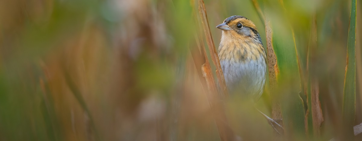 Birds of the World - Cornell Lab of Ornithology