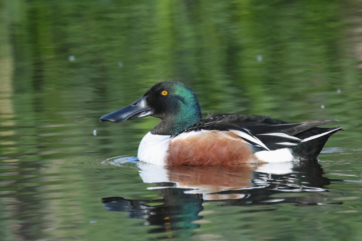 eBird Checklist - 18 Apr 2024 - Arcata Marsh and Wildlife Sanctuary ...