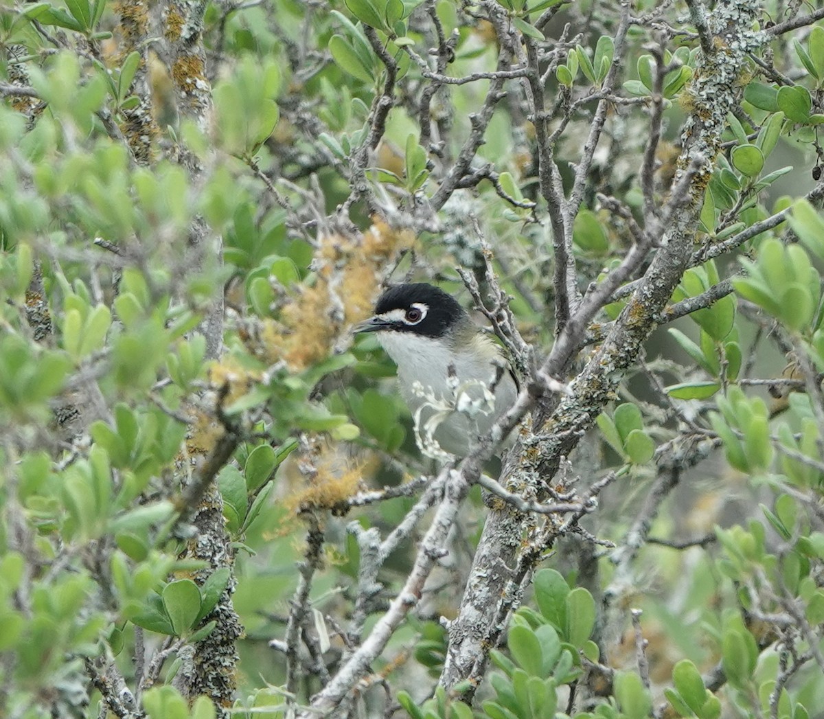 eBird Checklist - 18 Apr 2024 - Kerr WMA—Schumacher Rd (Bobcat rd ...
