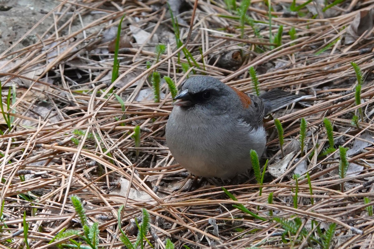 eBird Checklist - 18 Apr 2024 - Mingus Mountain--Butterfly Spring - 10 ...
