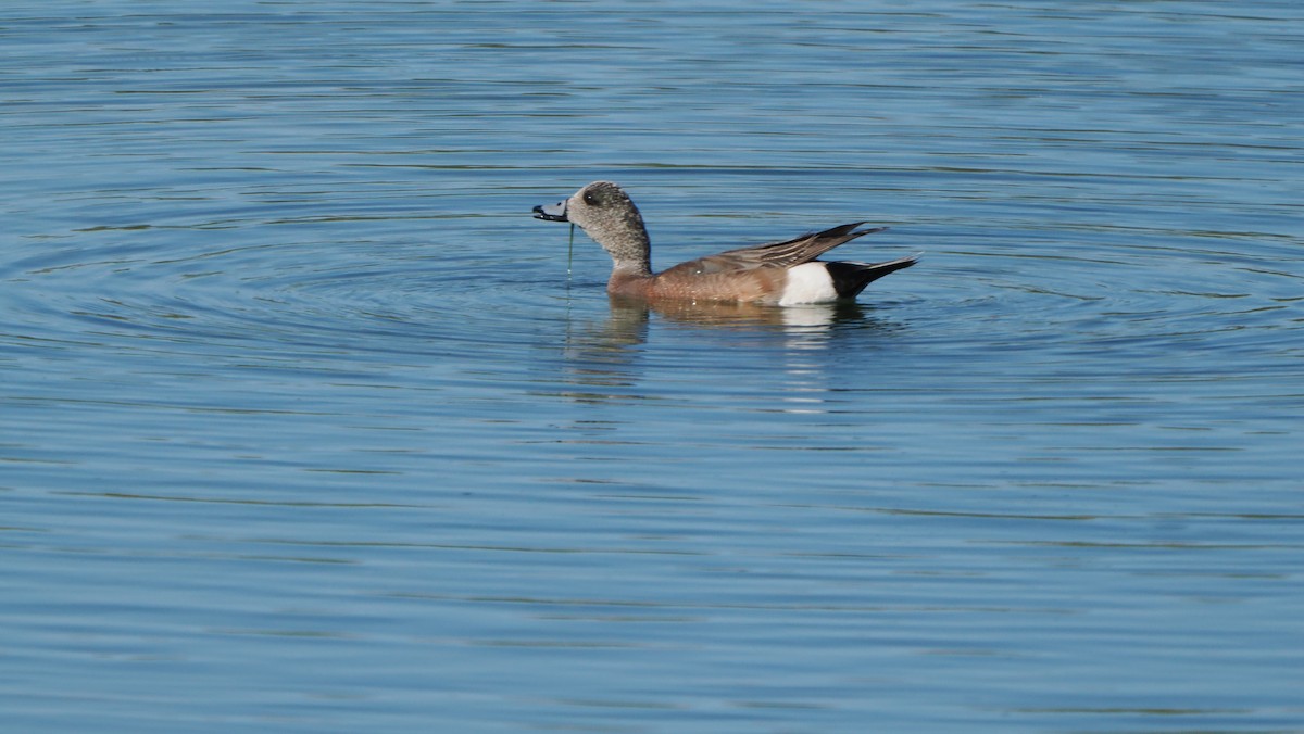 eBird Checklist - 17 Apr 2024 - El Rio Open Space Preserve - 27 species