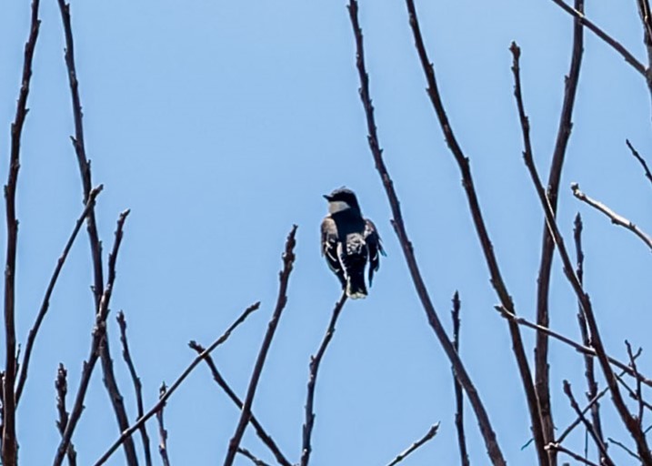 eBird Checklist - 18 Apr 2024 - Cedar Bog State Nature Preserve - 9 species