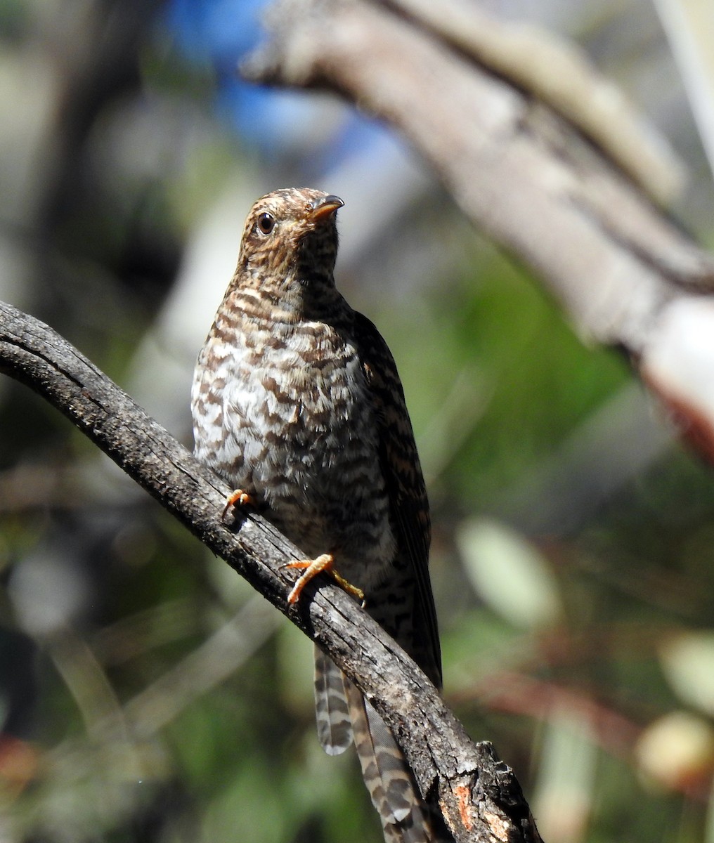 eBird Checklist - 19 Apr 2024 - Old Mill Road, Tingha - 31 species