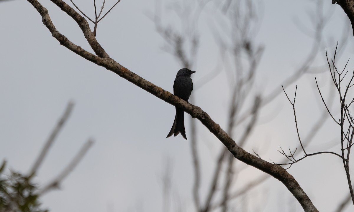 Ashy Drongo - Dicrurus leucophaeus - Media Search - Macaulay Library ...