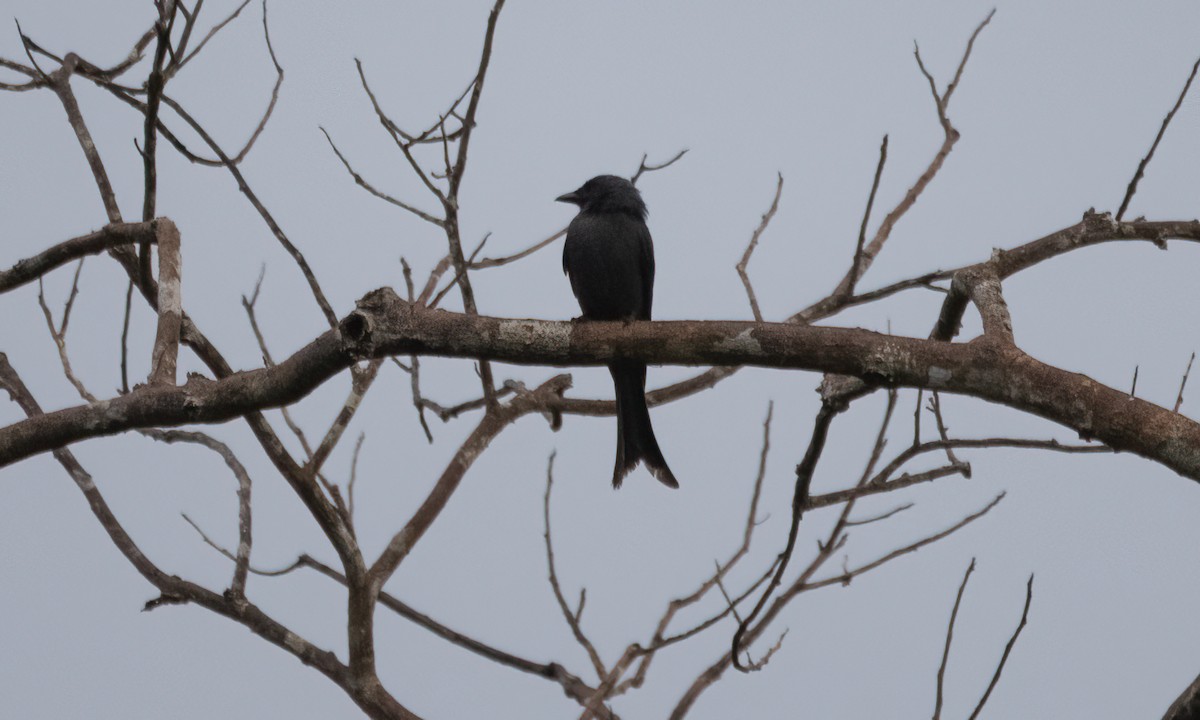 Ashy Drongo - Dicrurus leucophaeus - Media Search - Macaulay Library ...