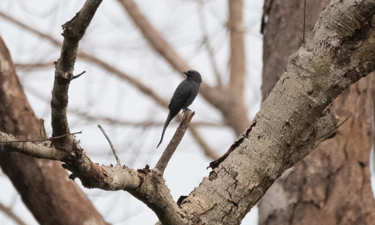 Ashy Drongo - Dicrurus leucophaeus - Media Search - Macaulay Library ...