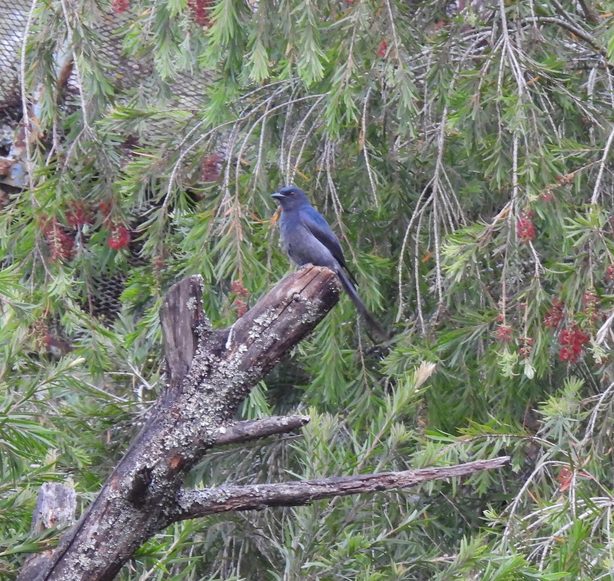 Ashy Drongo - Dicrurus leucophaeus - Media Search - Macaulay Library and eBird