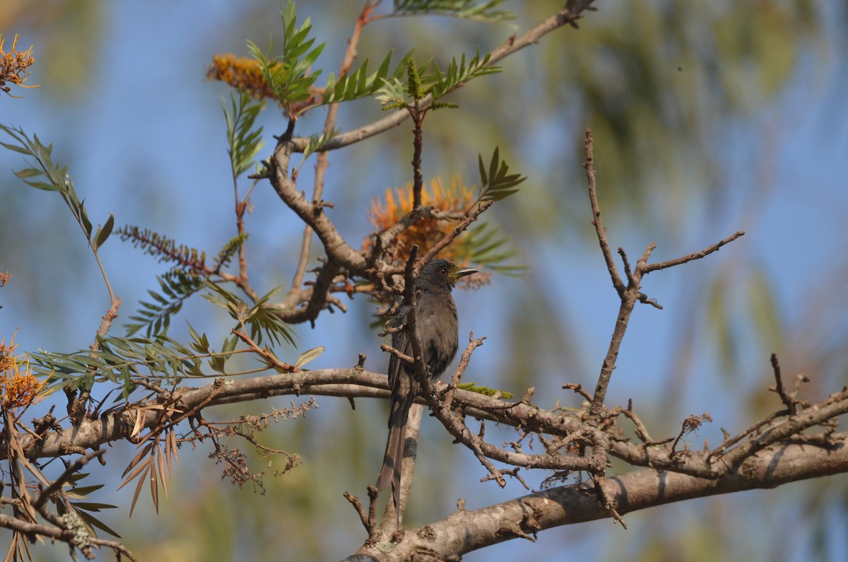Ashy Drongo - Dicrurus leucophaeus - Media Search - Macaulay Library ...