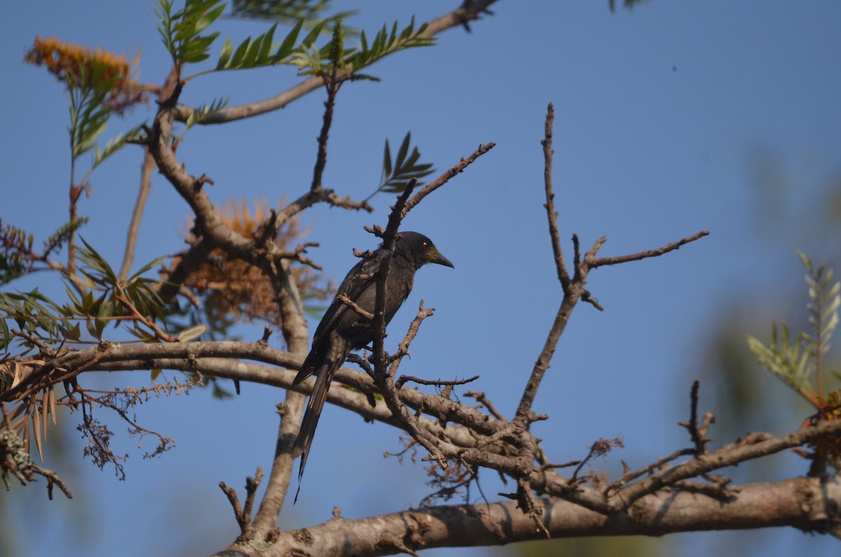 Ashy Drongo - Dicrurus leucophaeus - Media Search - Macaulay Library and eBird