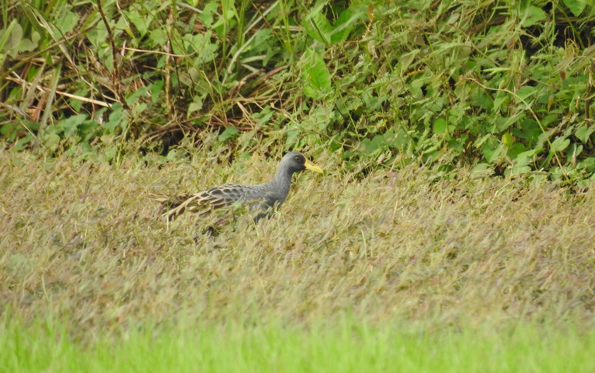 eBird Checklist - 19 Apr 2024 - Marina East (Gardens by the Bay: Bay ...