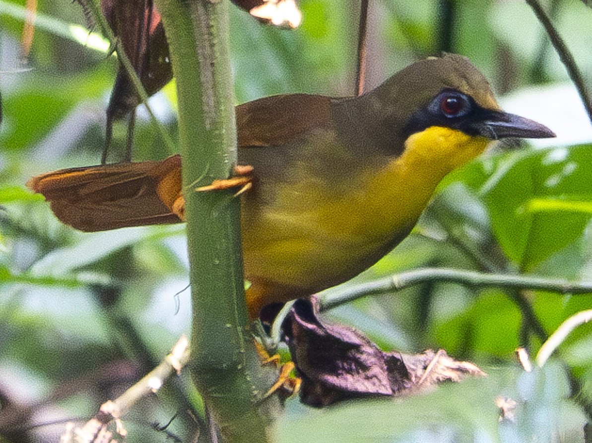 Rufous-vented Laughingthrush - Pterorhinus gularis - Birds of the World