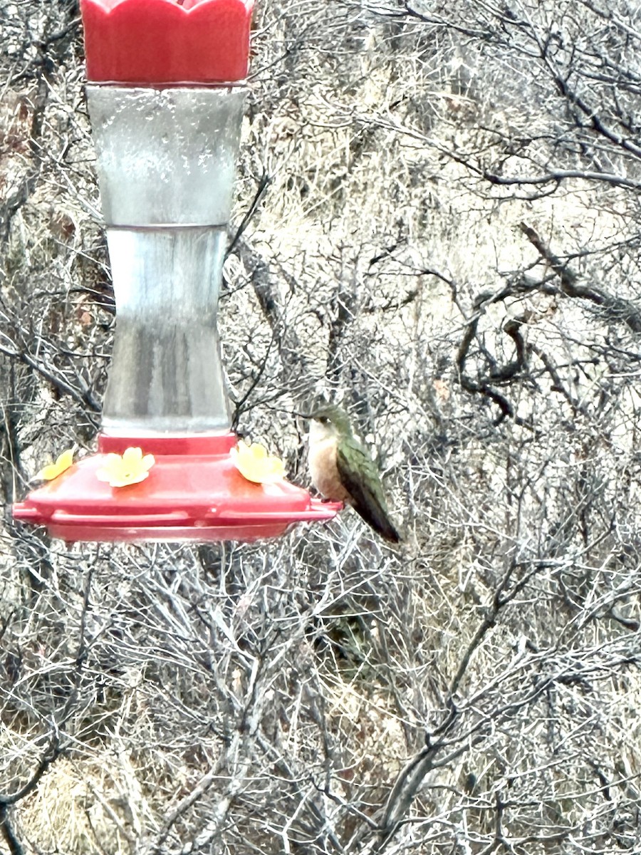 eBird Checklist - 19 Apr 2024 - Colorado Springs US-CO 38.82436, -104. ...